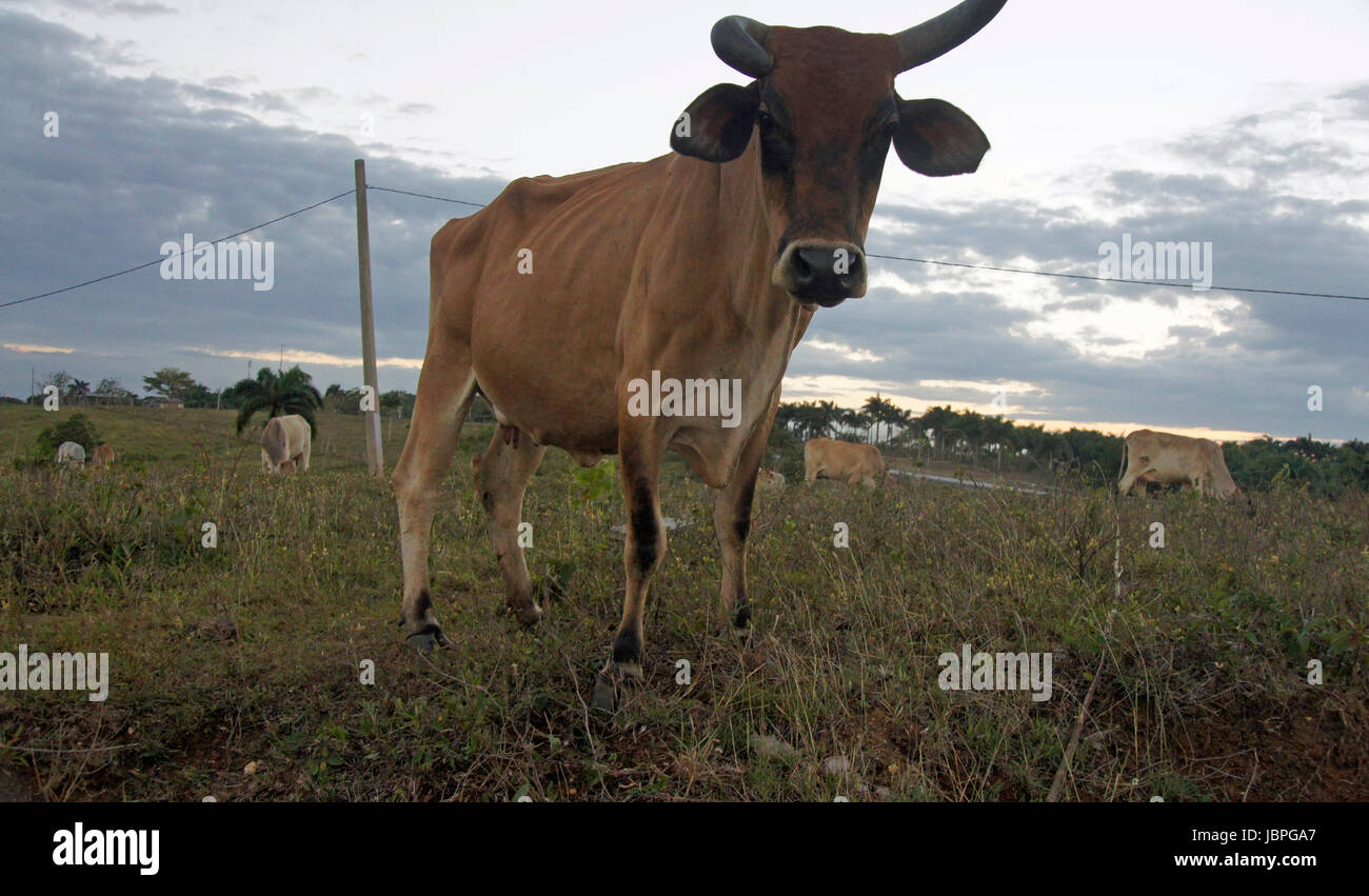 caribbean farmland in the dominican republic Stock Photo - Alamy