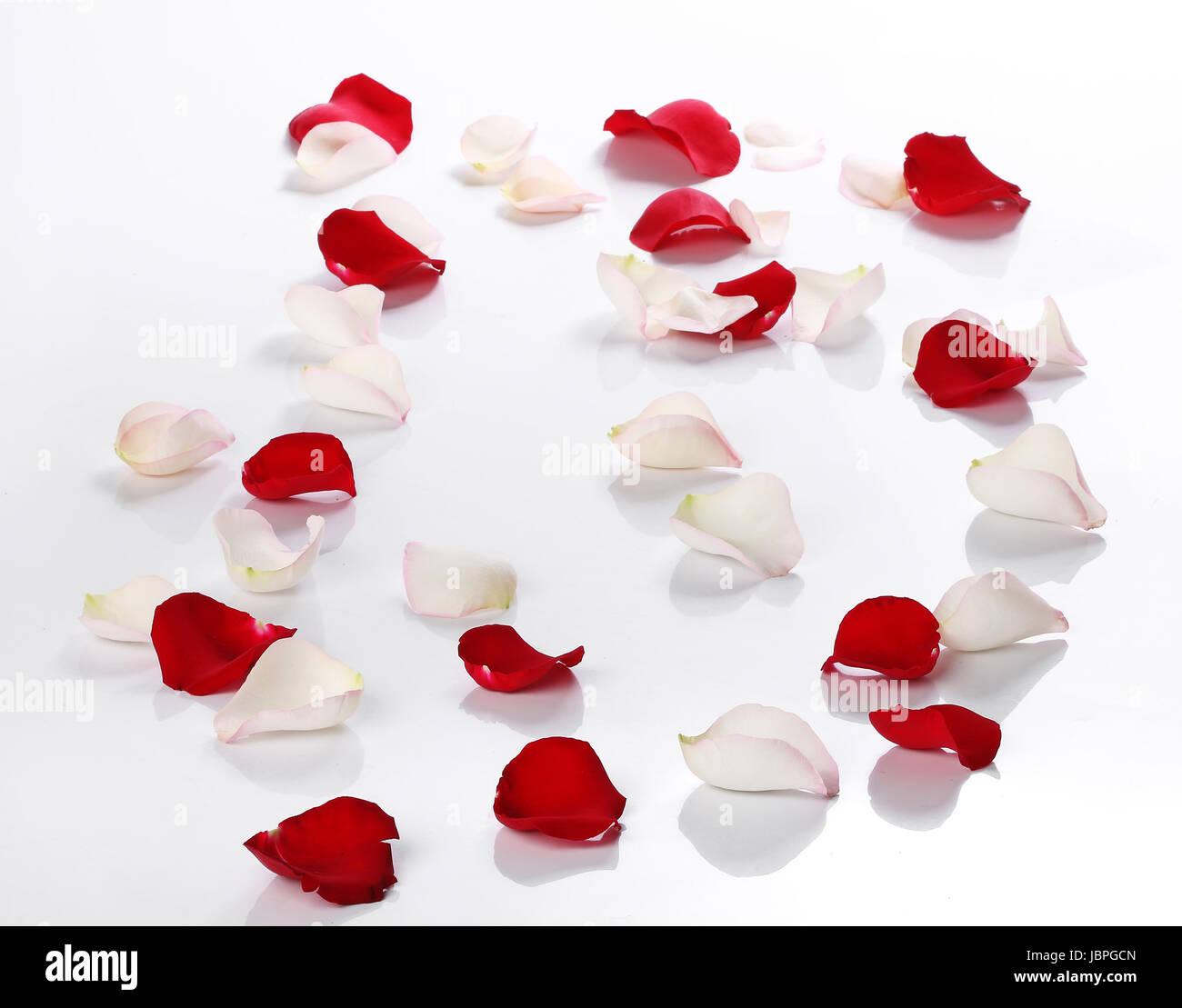 Lots of rose petals over white background Stock Photo - Alamy