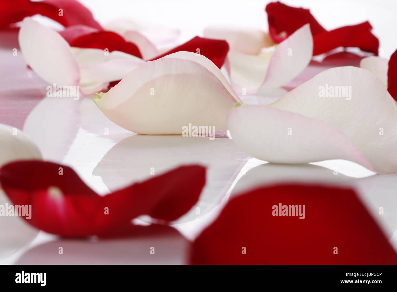 Lots of rose petals over white background Stock Photo - Alamy