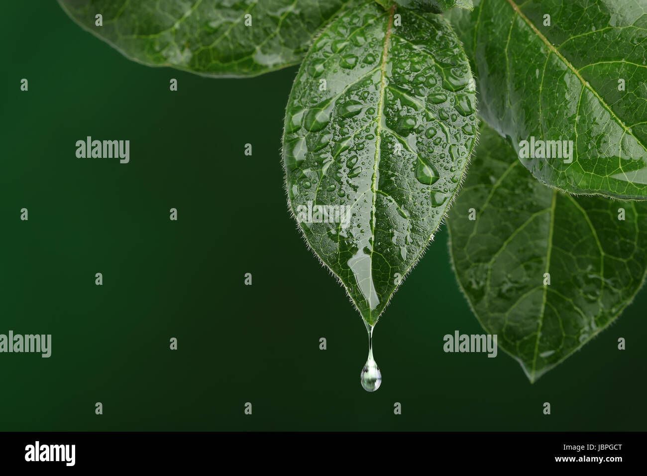 Fresh leaf with water drop falling. Natural background Stock Photo - Alamy