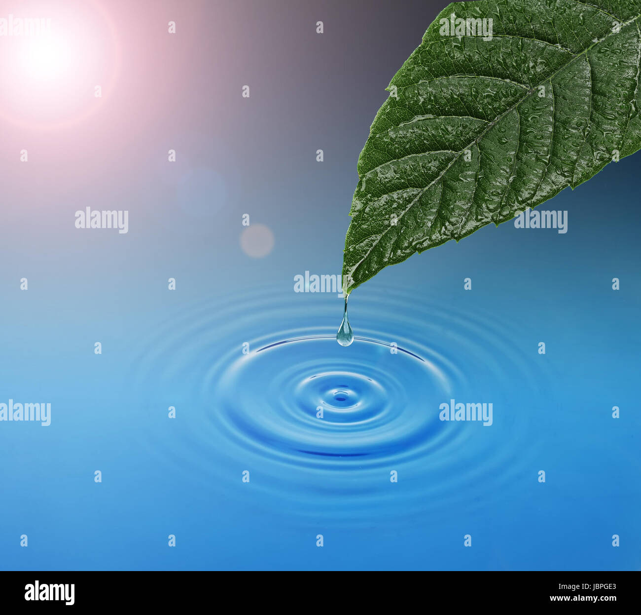 Green leaf with water drop falling. Blue waves Stock Photo - Alamy
