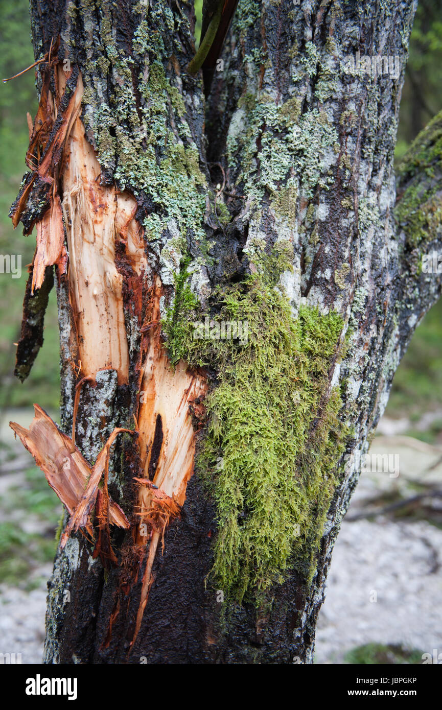 Green moss hanging on a wounded tree Stock Photo - Alamy