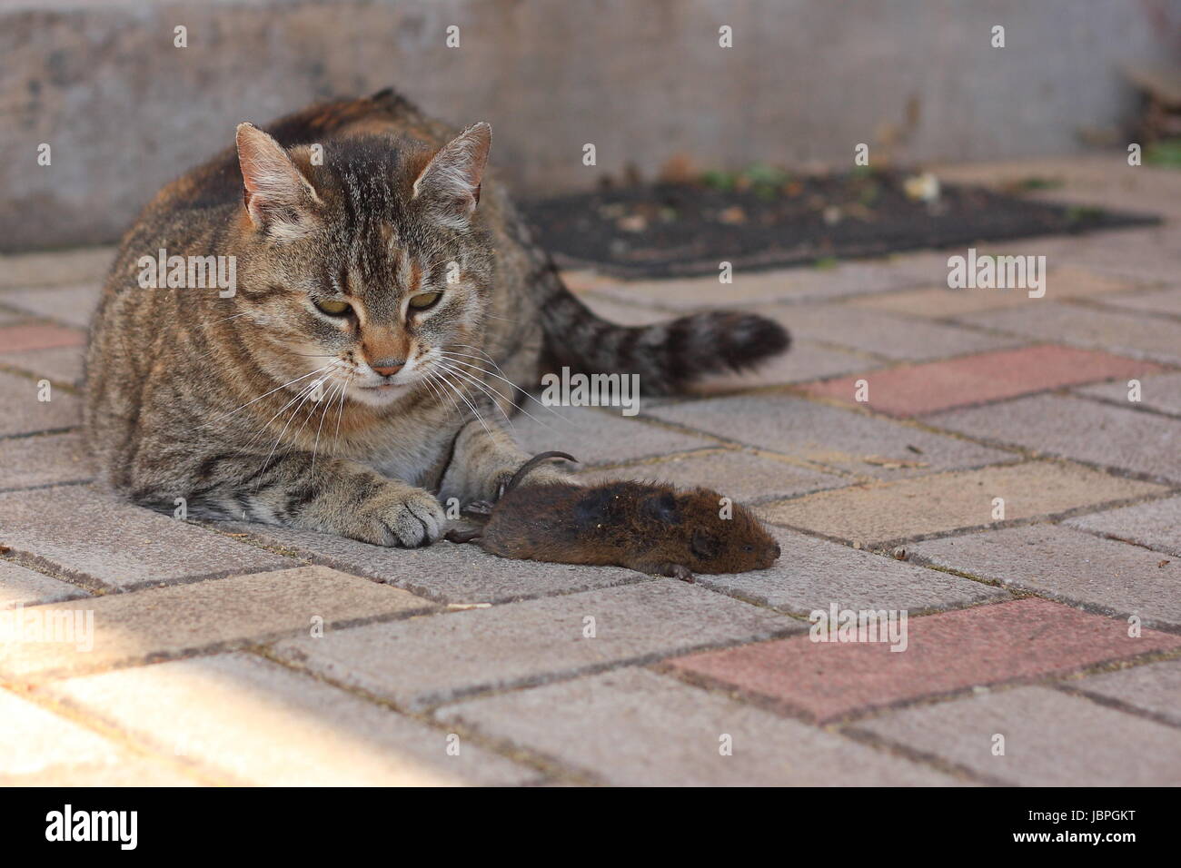 Adult tabby house cat and mouse caught dead Stock Photo - Alamy