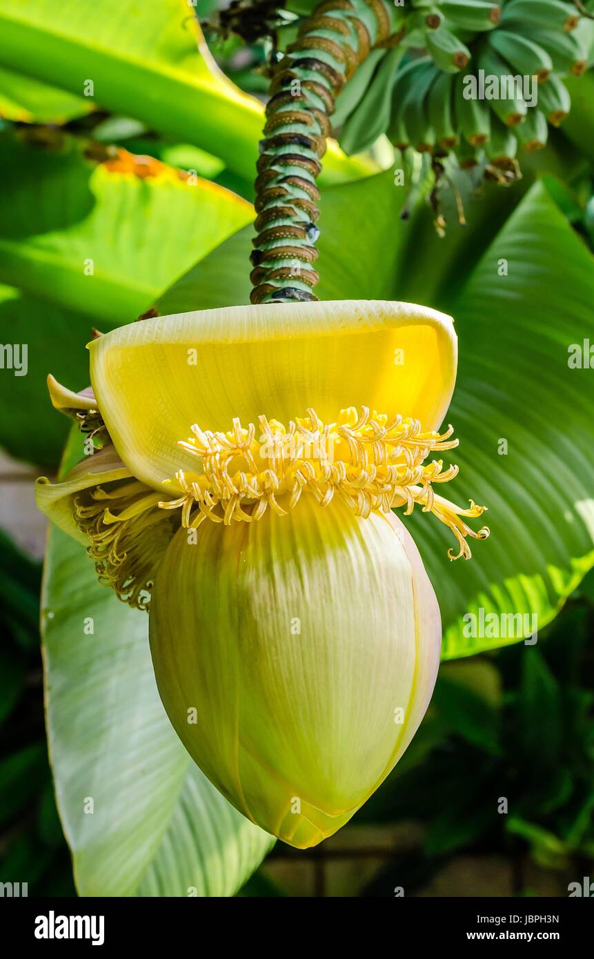 Bananenblute hi-res stock photography and images - Alamy