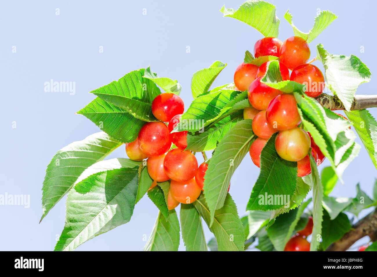 Rainier cherry tree hi-res stock photography and images - Alamy