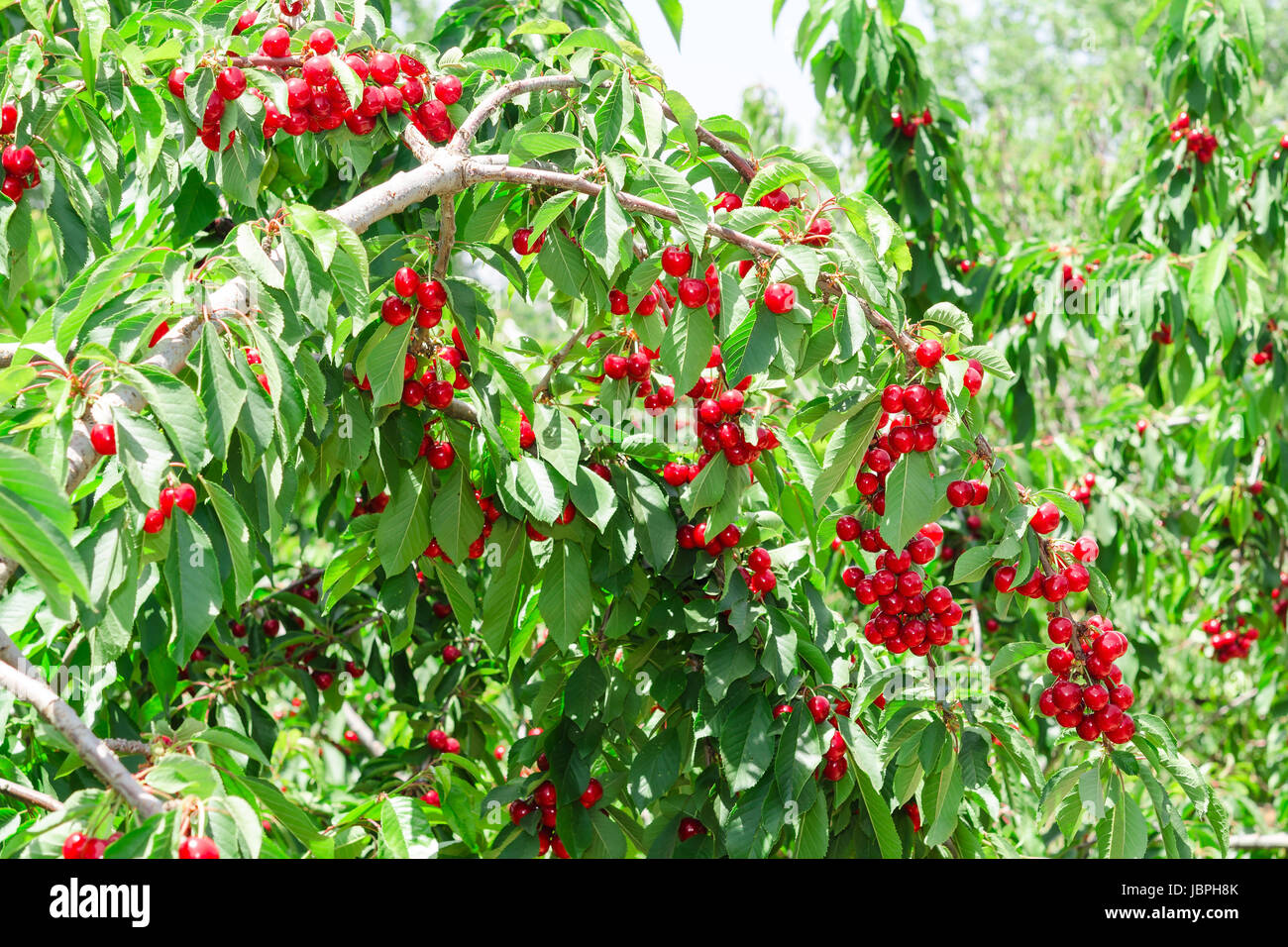 Cherry berry sunny orchard garden tree with many red fruits and lush ...