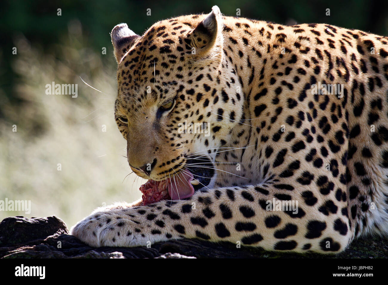 feline predator adventure Stock Photo - Alamy