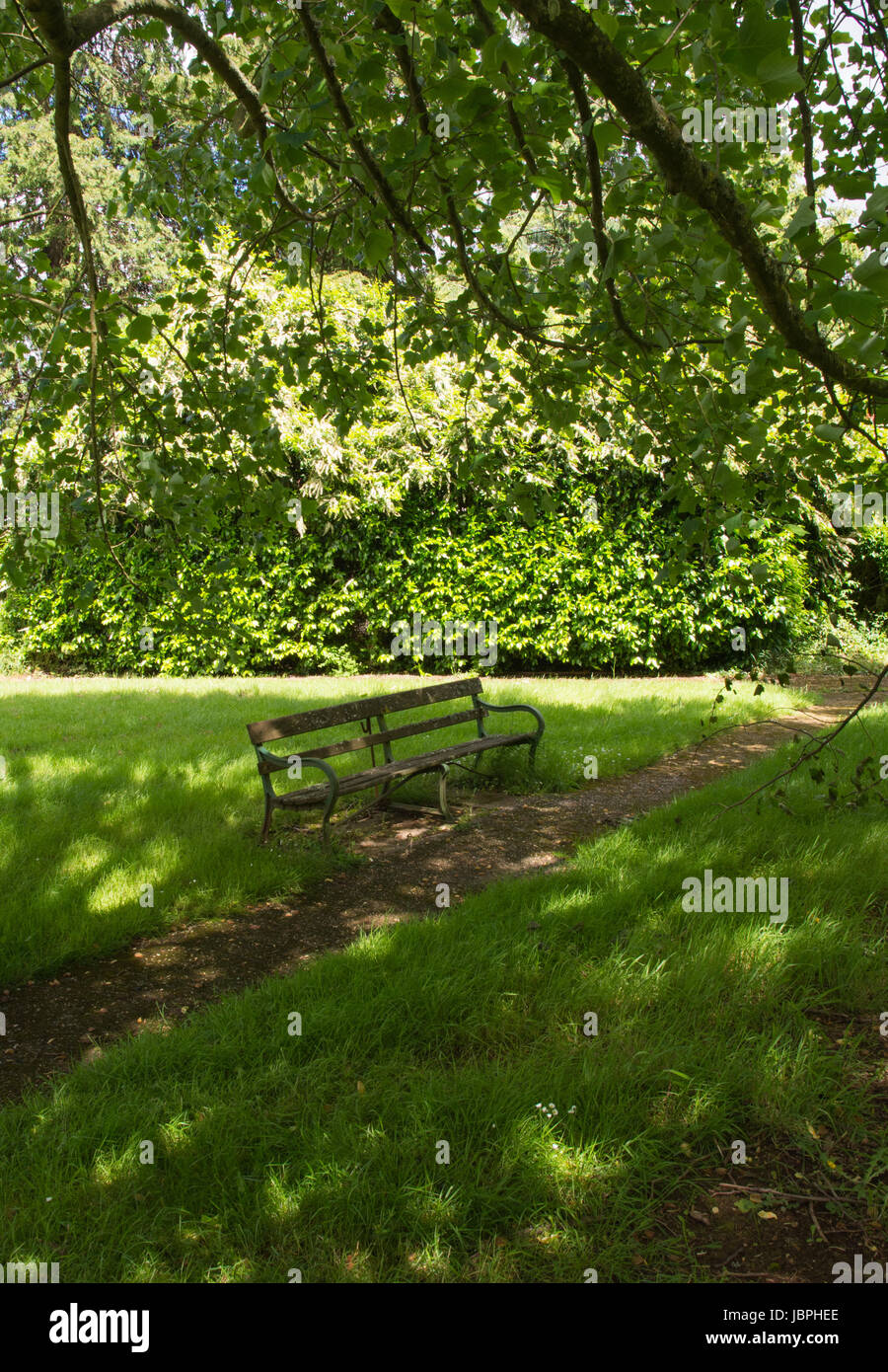 A park bench set under a big shade tree Stock Photo - Alamy