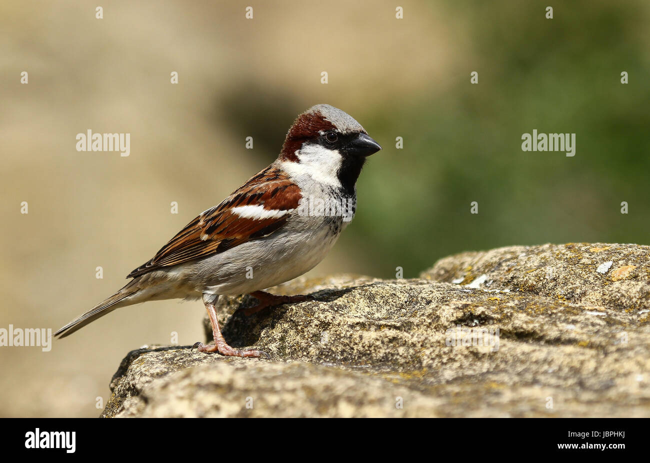 Tiny sparrow hi-res stock photography and images - Alamy
