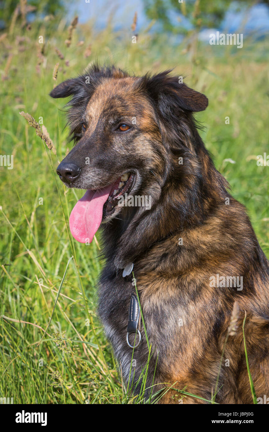 Portrait Schäferhund Mix Stock Photo - Alamy
