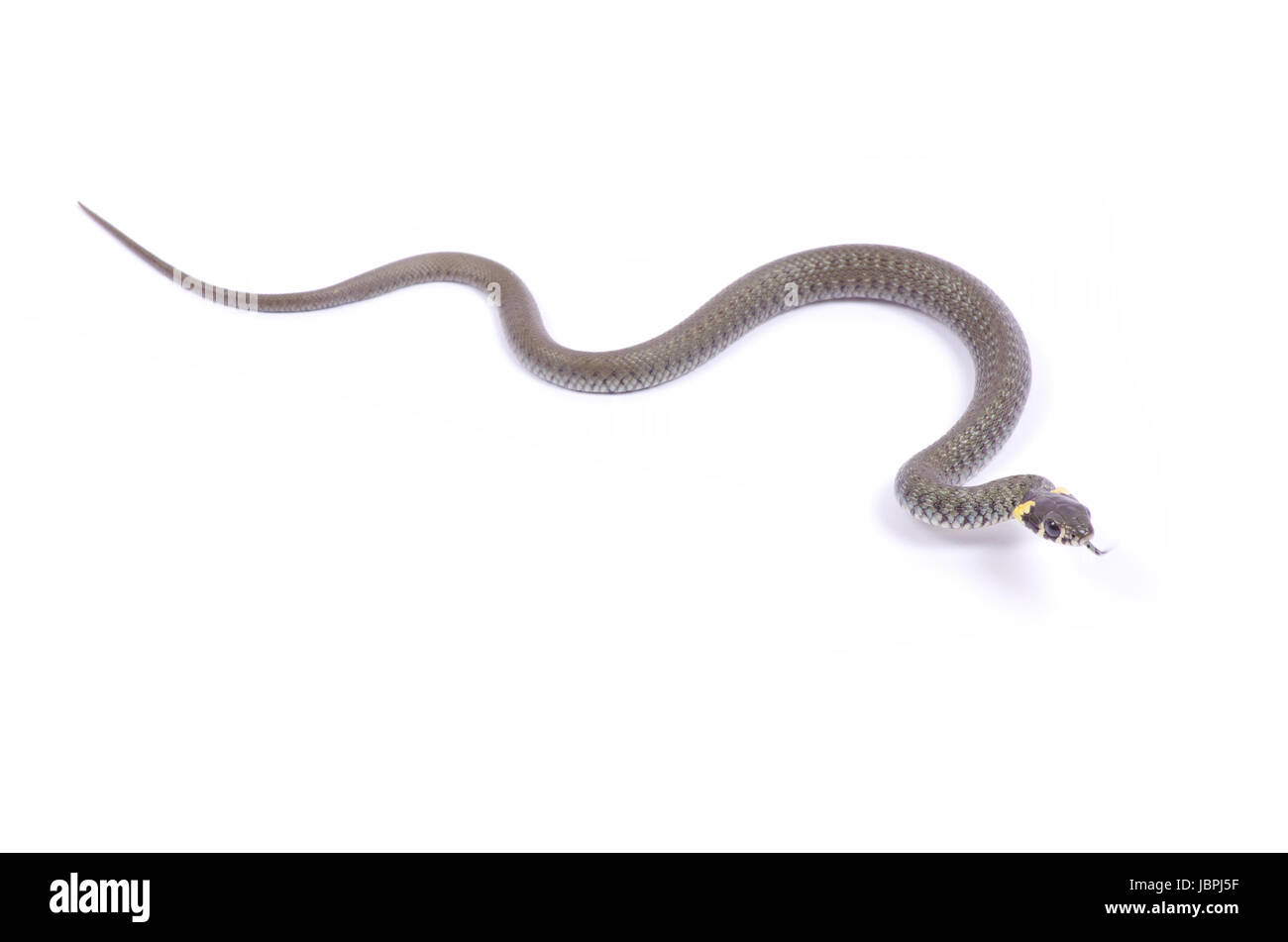 snake isolated on white background Stock Photo - Alamy