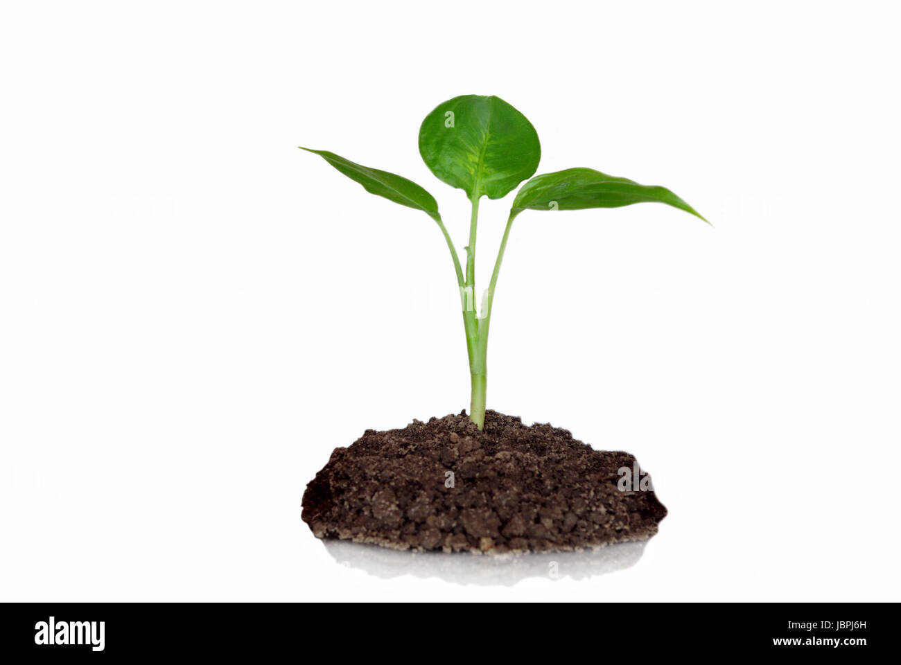 Little green plant on white background Stock Photo - Alamy