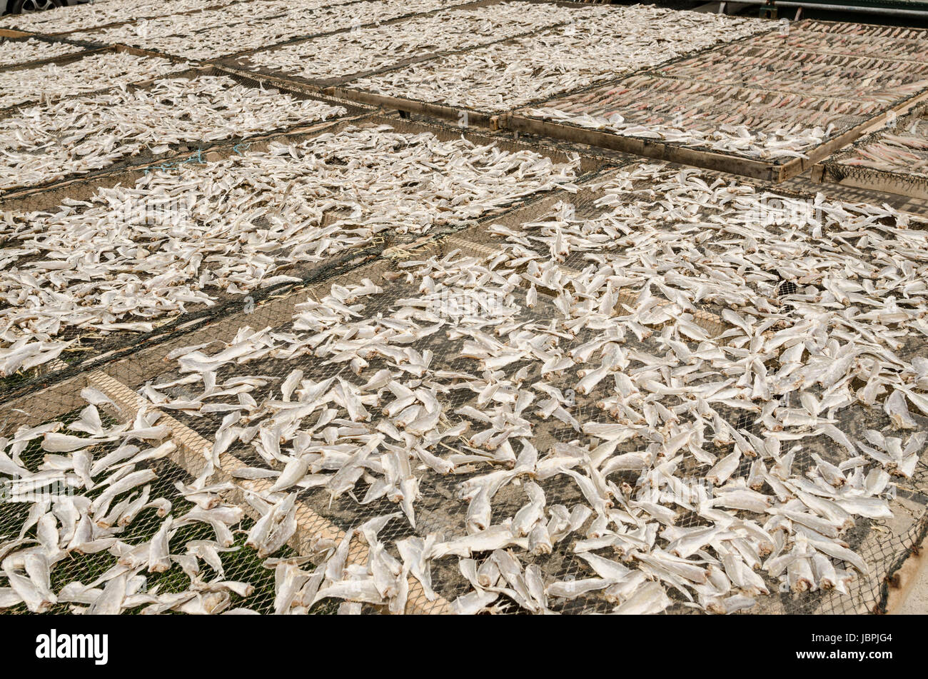 Drying fish under sun hi-res stock photography and images - Alamy