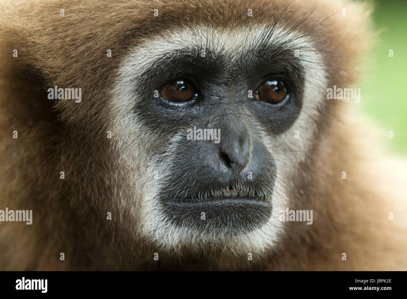 gibbon close- up face in zoo Stock Photo - Alamy
