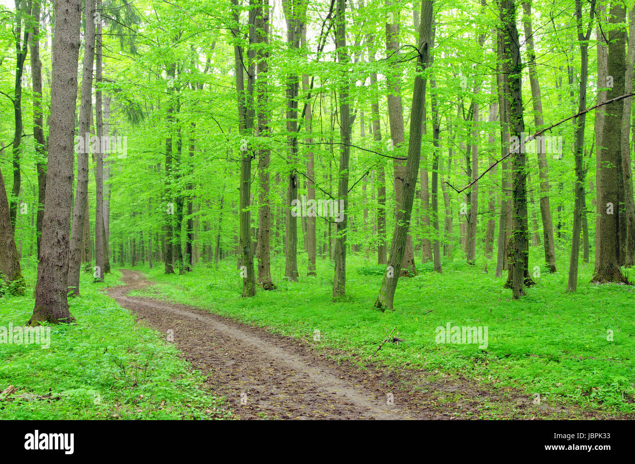 a path is in the green forest Stock Photo - Alamy