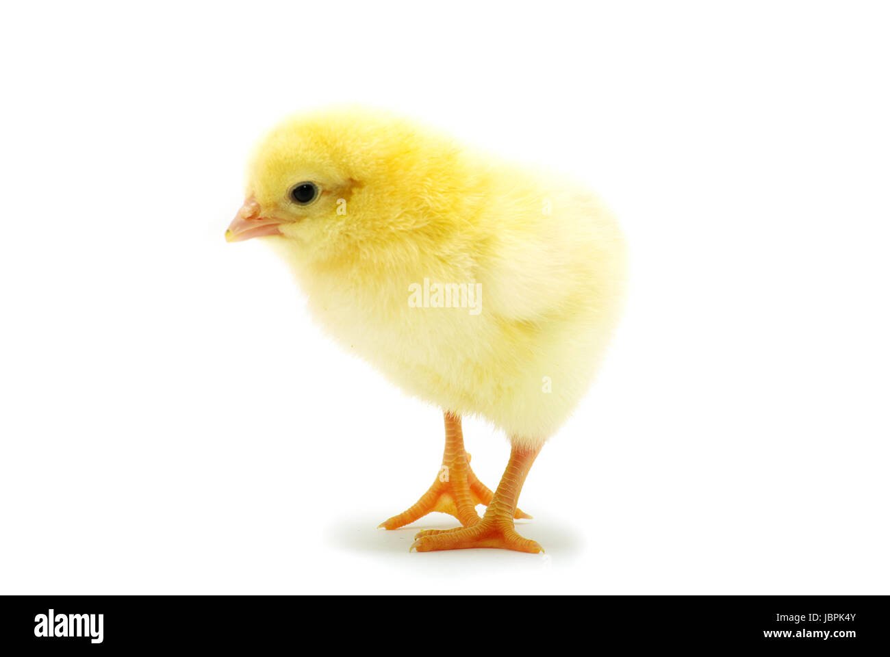 Cute little baby chicken isolated on white background Stock Photo - Alamy