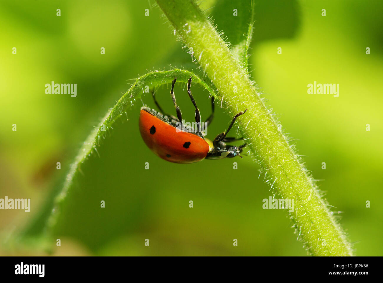 ladybug sitting on the blade of grass Stock Photo - Alamy