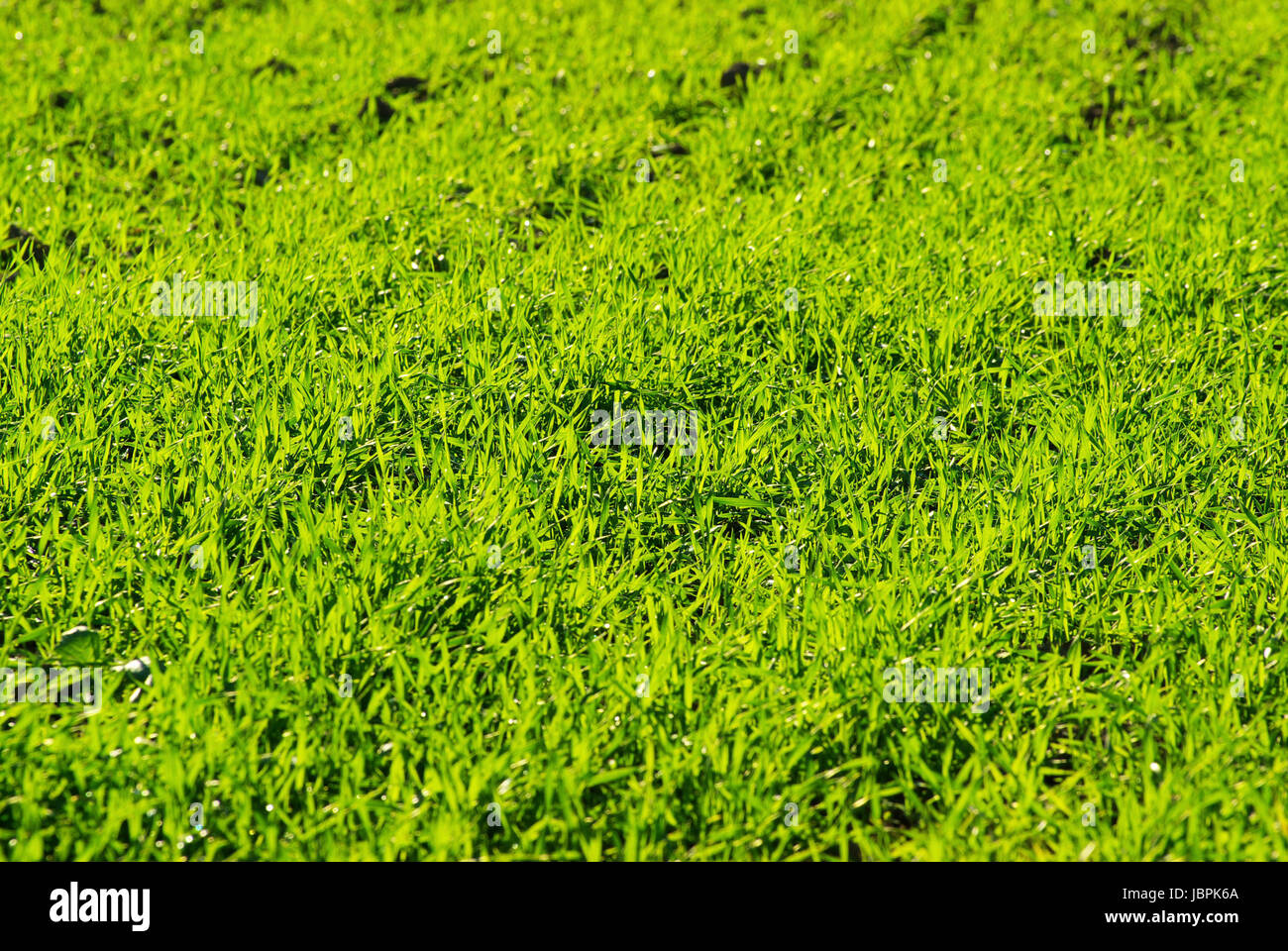 Beautiful green lawn freshly mowed Stock Photo - Alamy