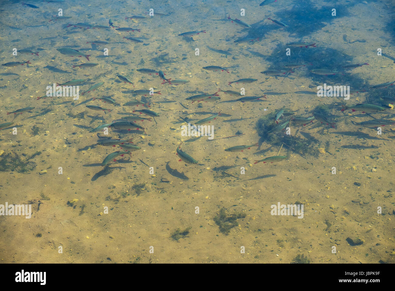 Group common rudd fish hi-res stock photography and images - Alamy