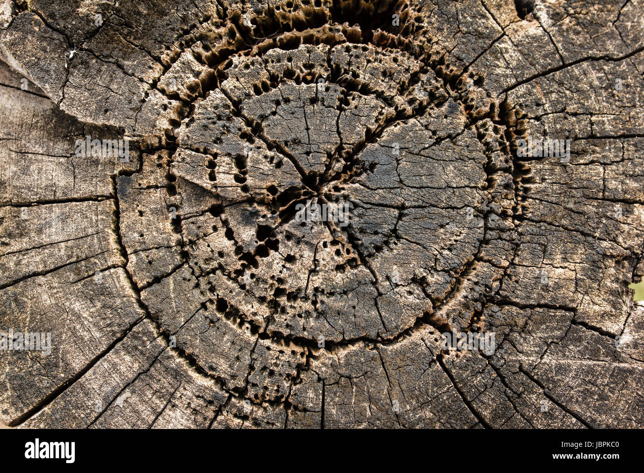 old tree stump texture background Stock Photo - Alamy