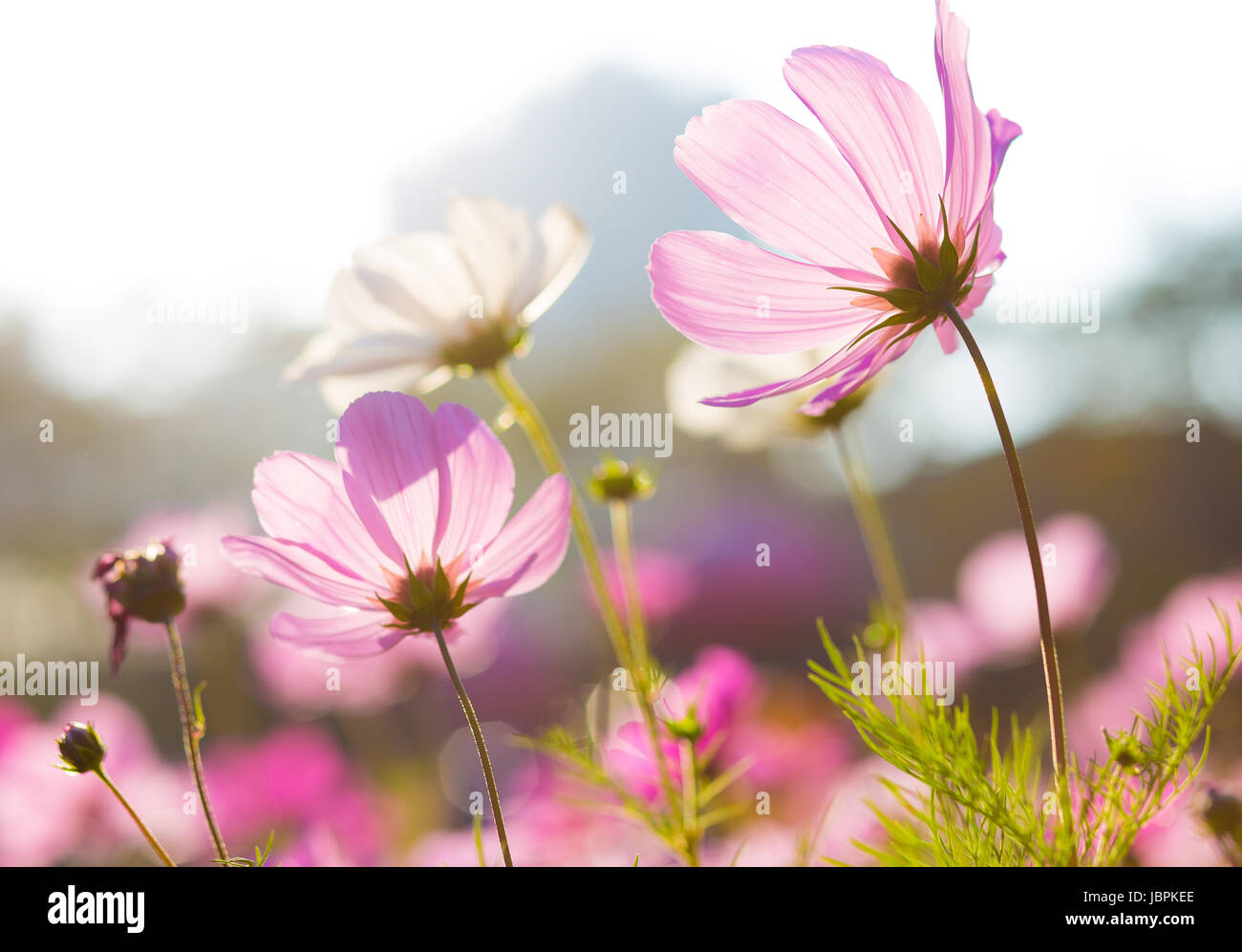 Purple daisy under sunlight hi-res stock photography and images - Alamy
