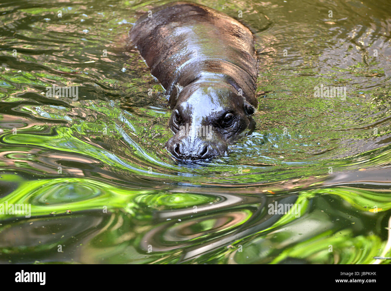 Pygmy hippo swimming hi-res stock photography and images - Alamy