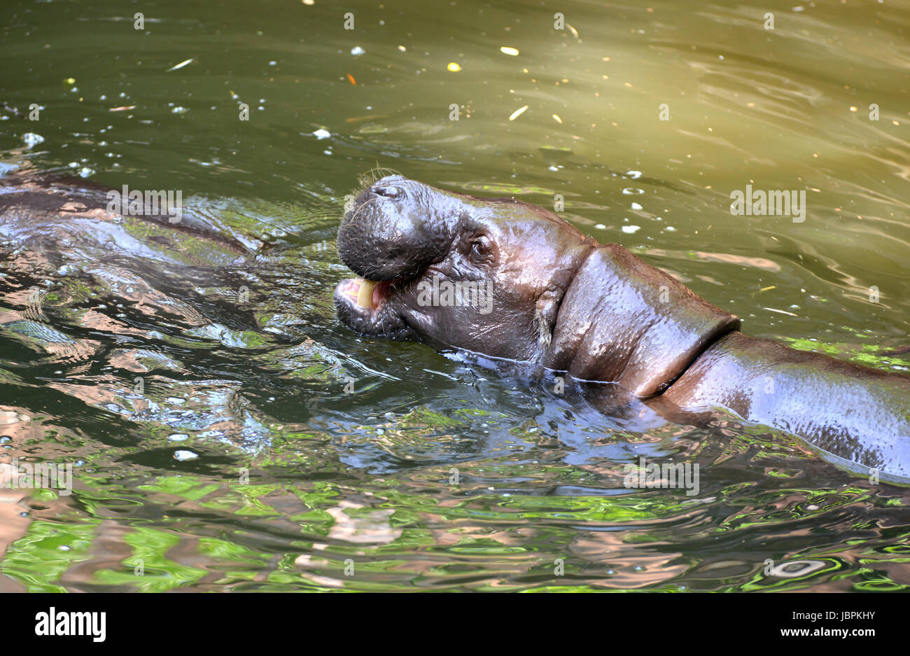 a pygmy hippo swimming in the water Stock Photo - Alamy