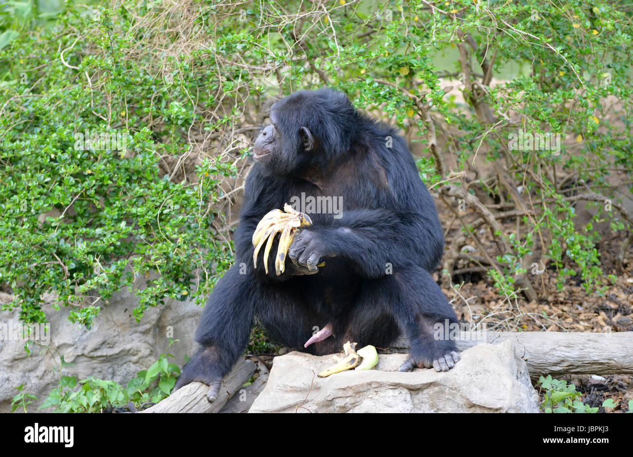 chimpanzee eating banana in zoo Stock Photo - Alamy