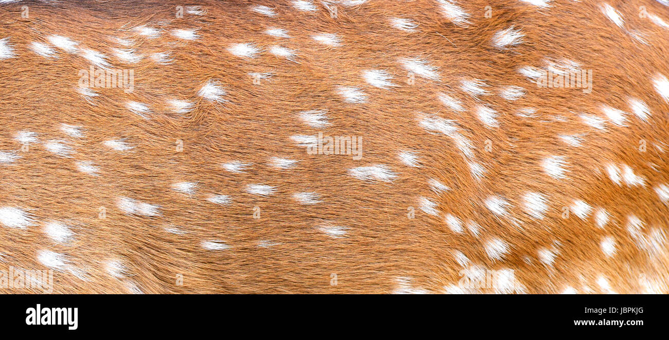 textured of axis deer fur can use for background Stock Photo - Alamy