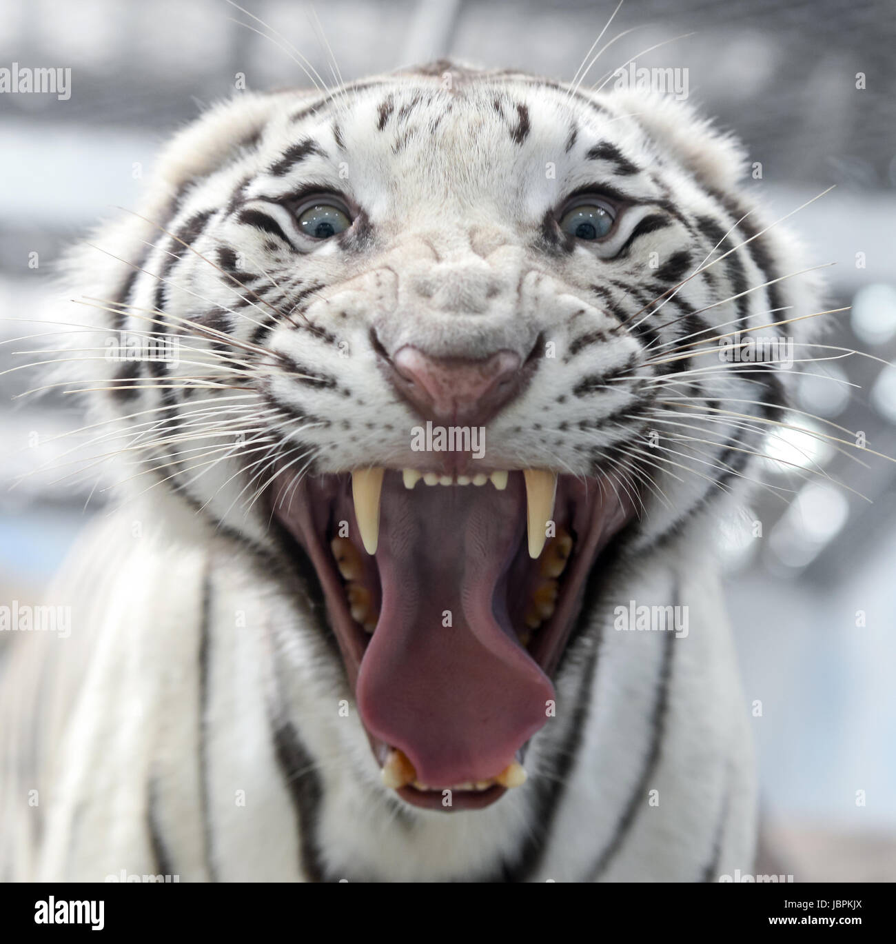picture of white bengal tiger aggressive expression Stock Photo - Alamy