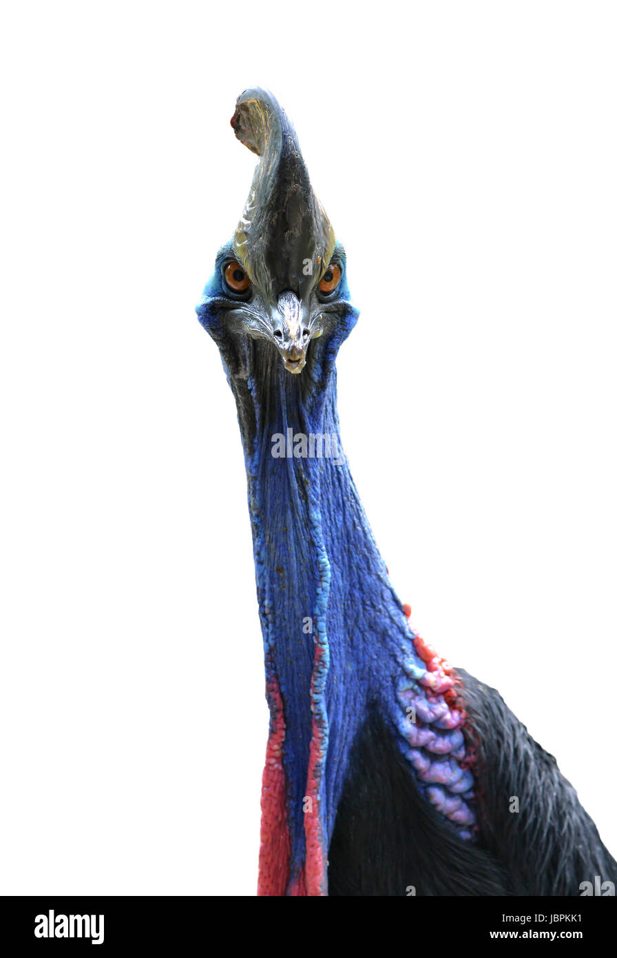 close up of cassowary head isolated on white background Stock Photo - Alamy