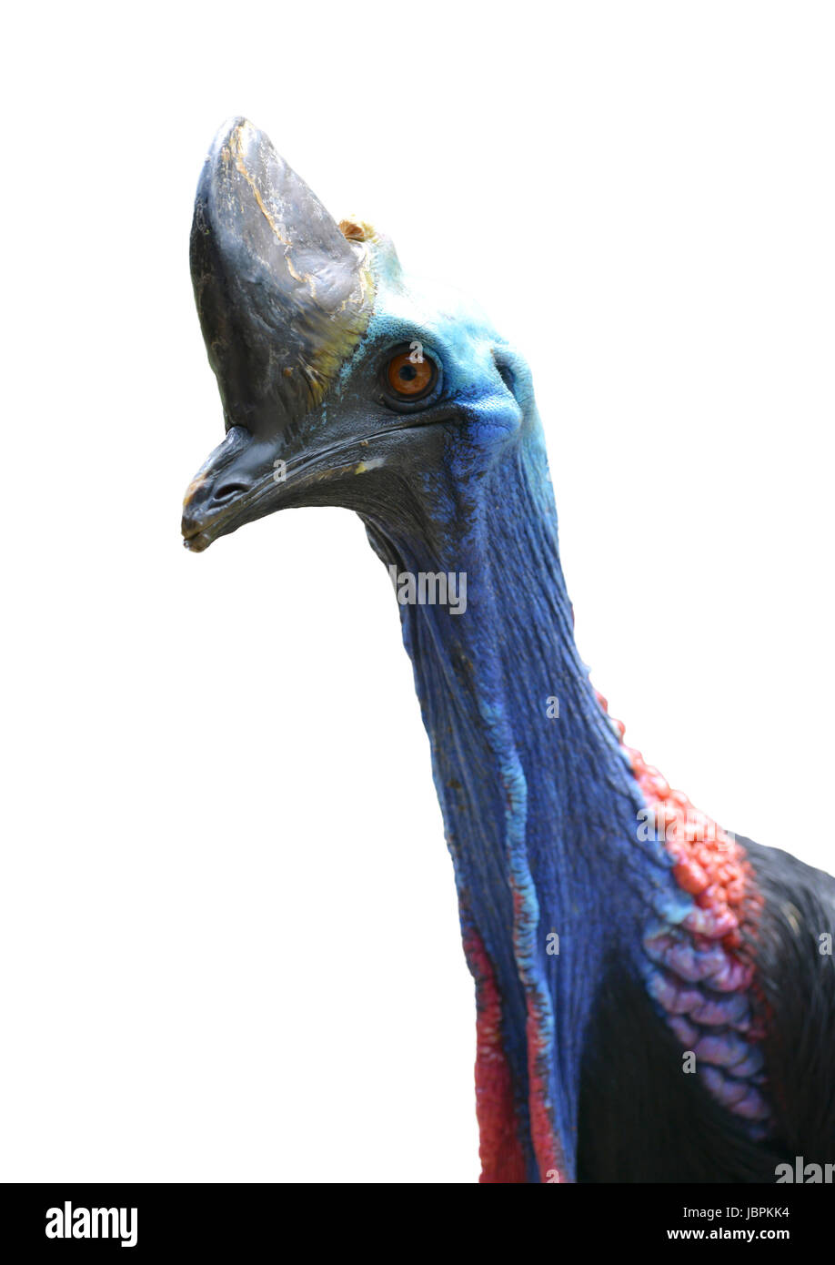 close up of cassowary head isolated on white background Stock Photo - Alamy