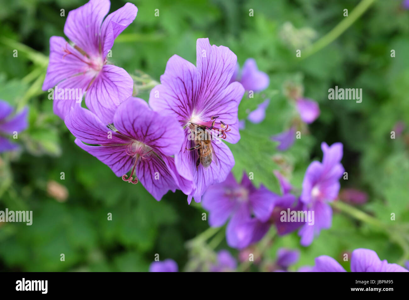 A honey bee uses its proboscis to take nectar from a purple geranium ...