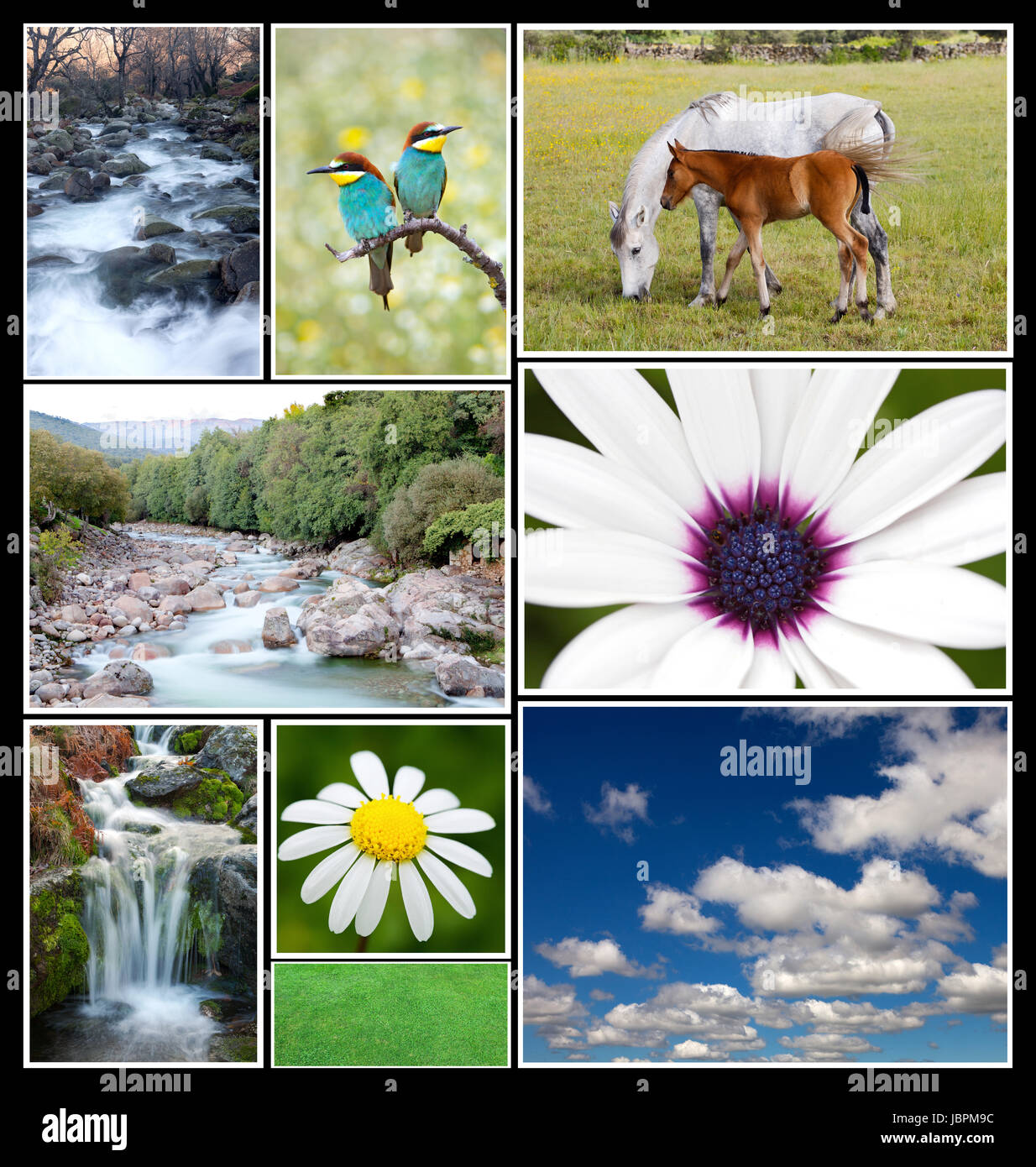 Beautiful spring landscape collage with flowers, birds, horses, rivers ...
