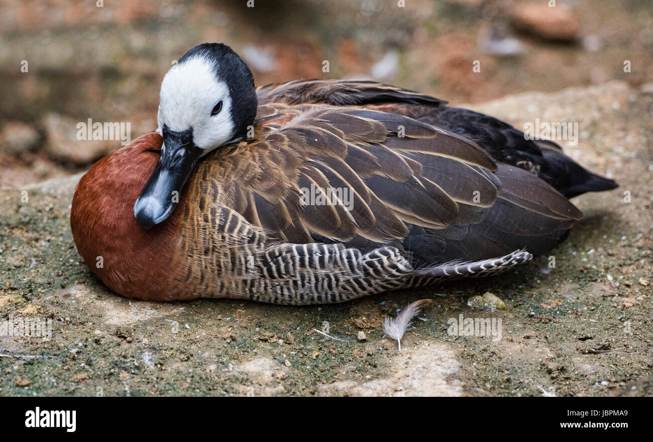 Madagascar duck hi-res stock photography and images - Alamy