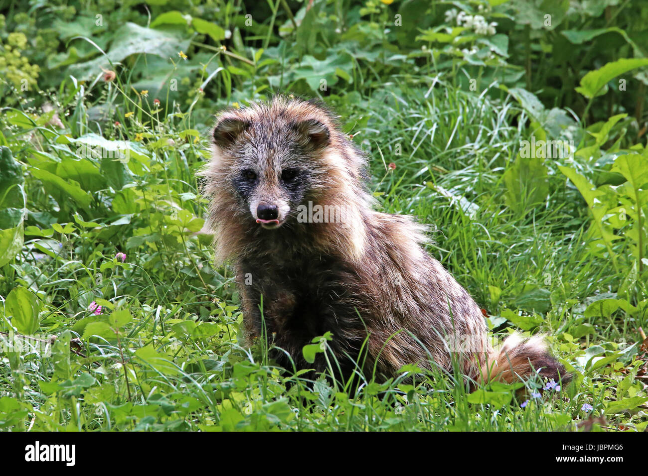 Marderhund enok animal hi-res stock photography and images - Alamy
