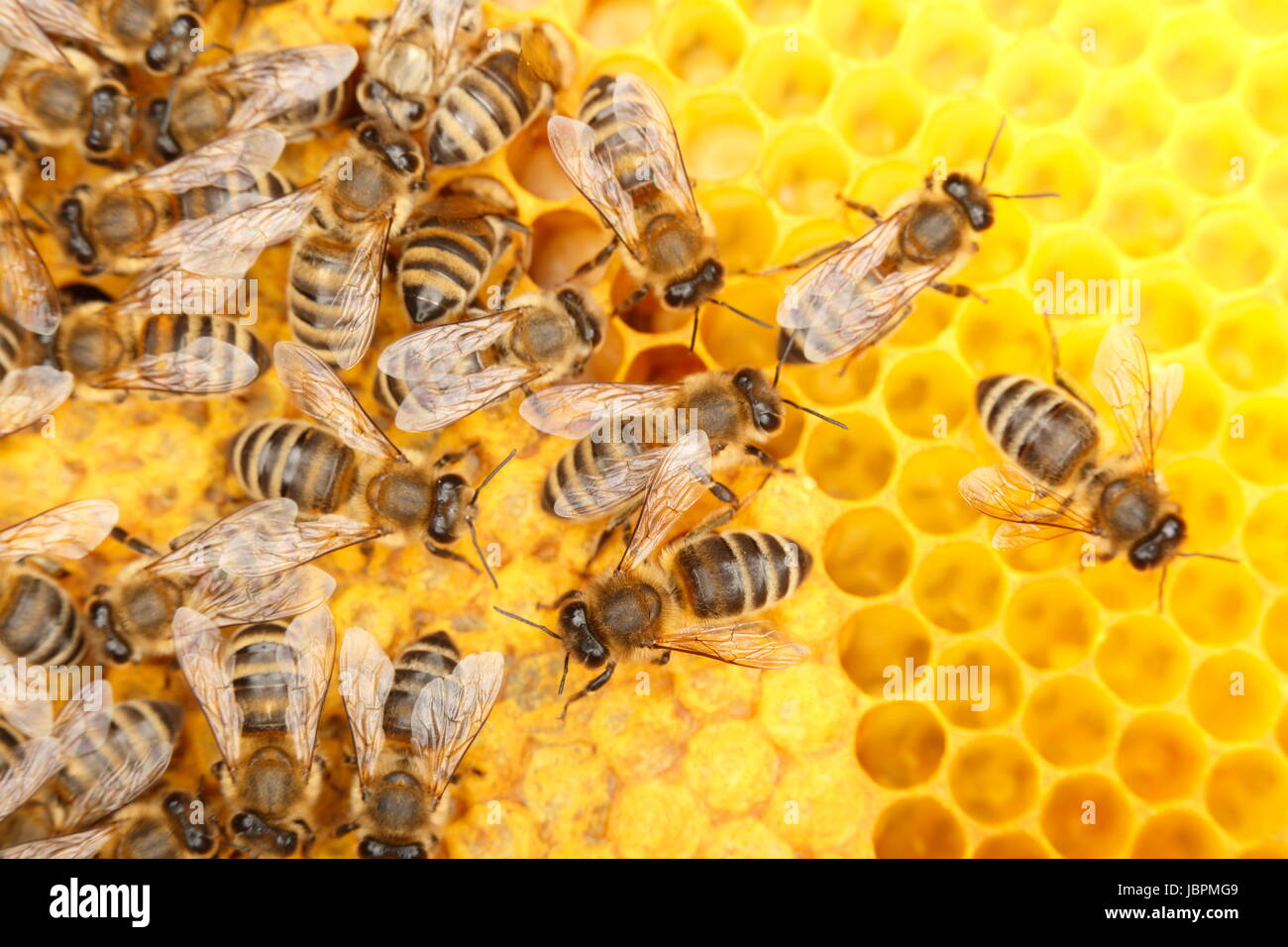 Stilvolle Wie Alt Werden Bienen Ebenbild