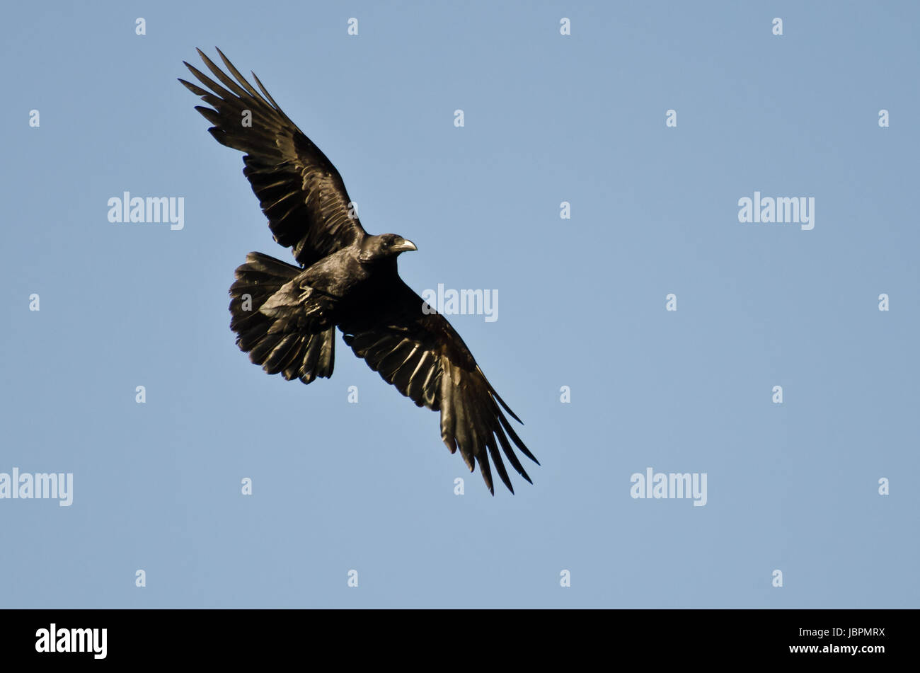 Common Raven Flying in Blue Sky Stock Photo - Alamy
