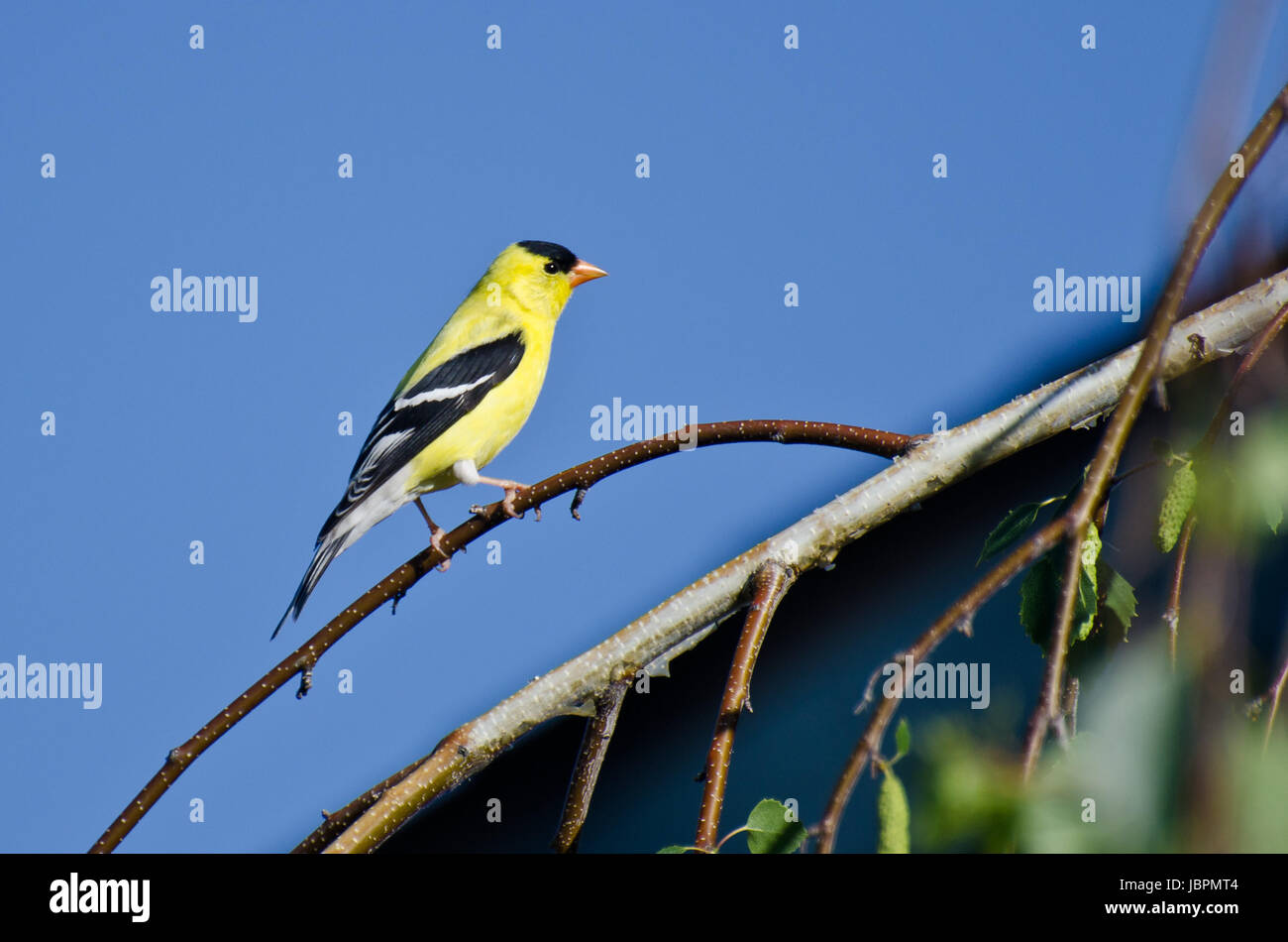 American Goldfinch Perched on a Branch Against a Blue Sky Stock Photo ...