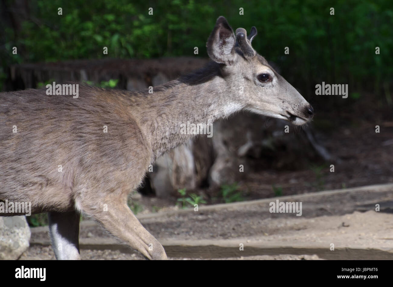 Profile of a Buck Deer Stock Photo - Alamy