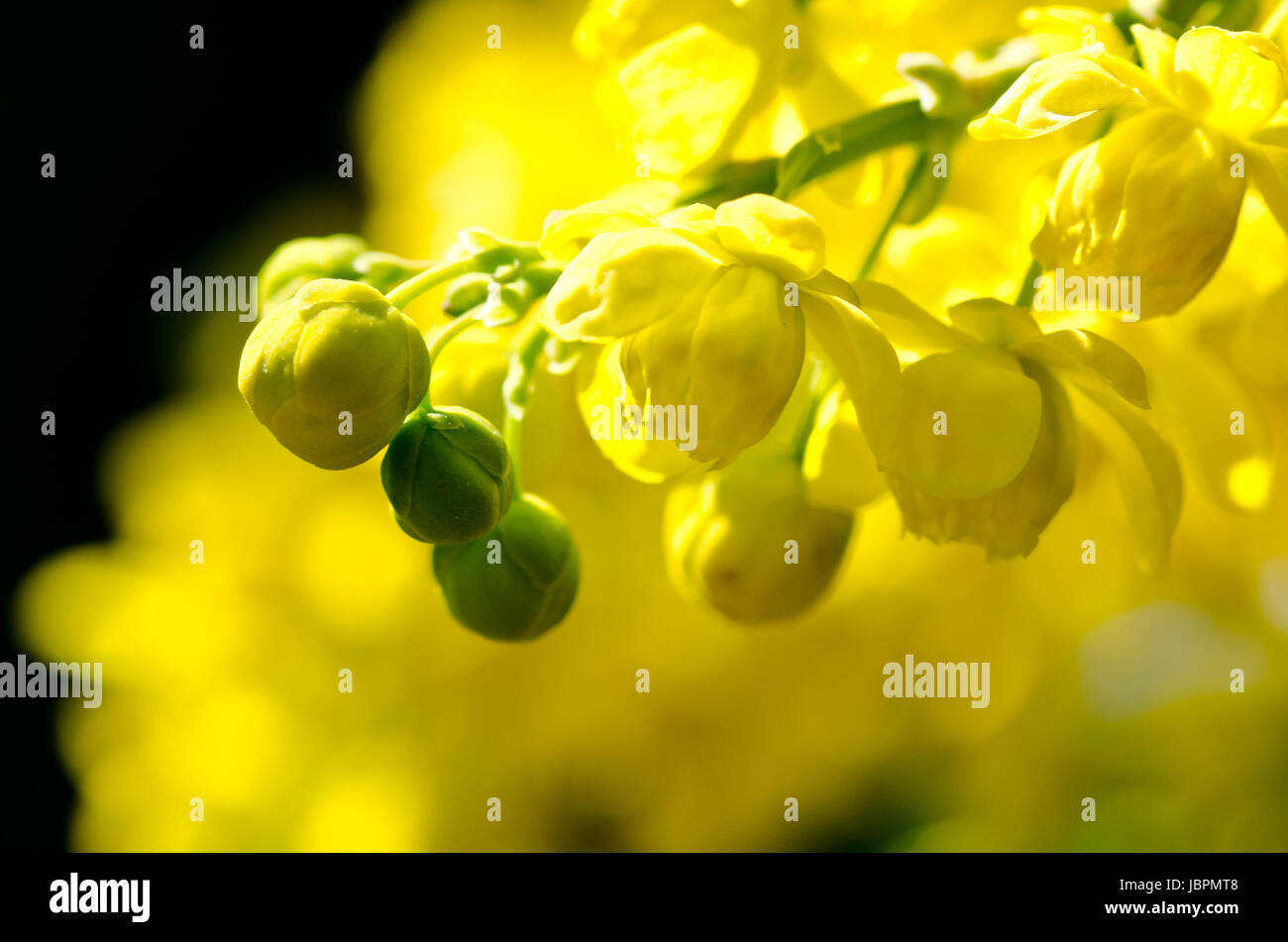 Yellow Flower Blossoms Stock Photo - Alamy