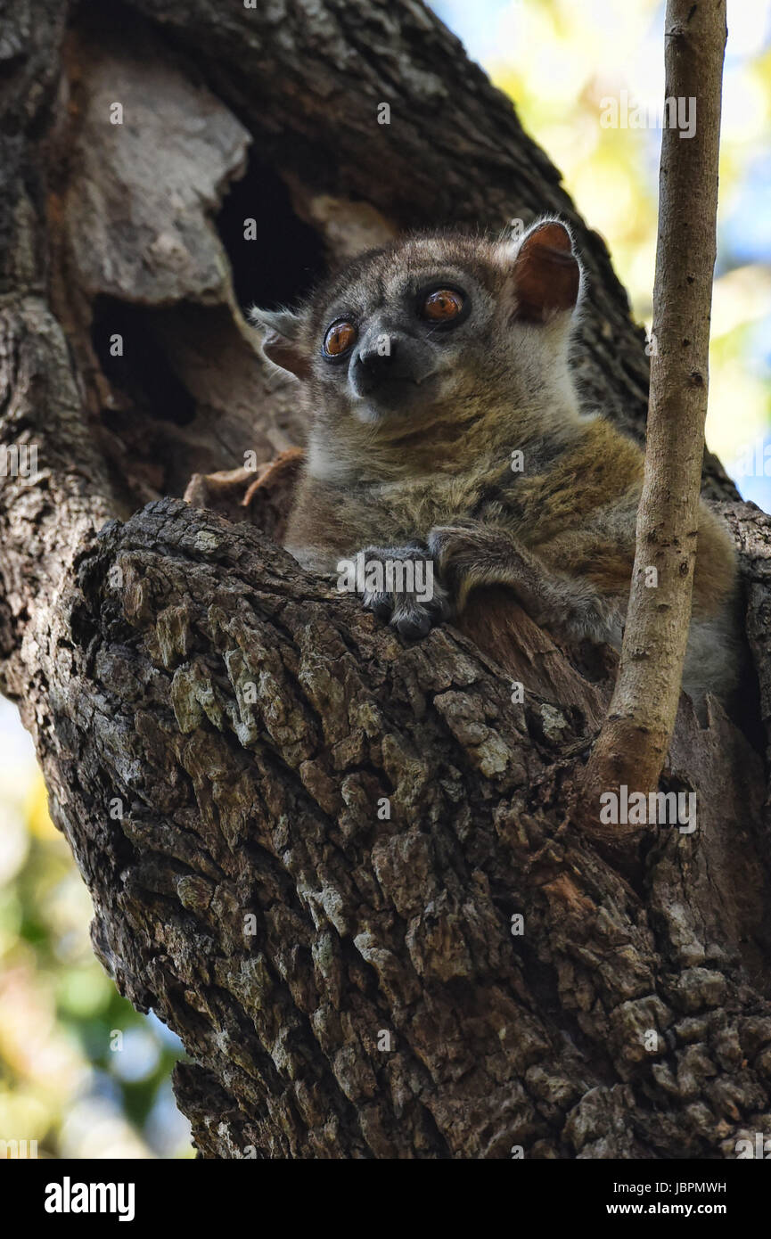 Red-tailed sportive lemur (Lepilemur ruficaudatus), Kirindy National ...