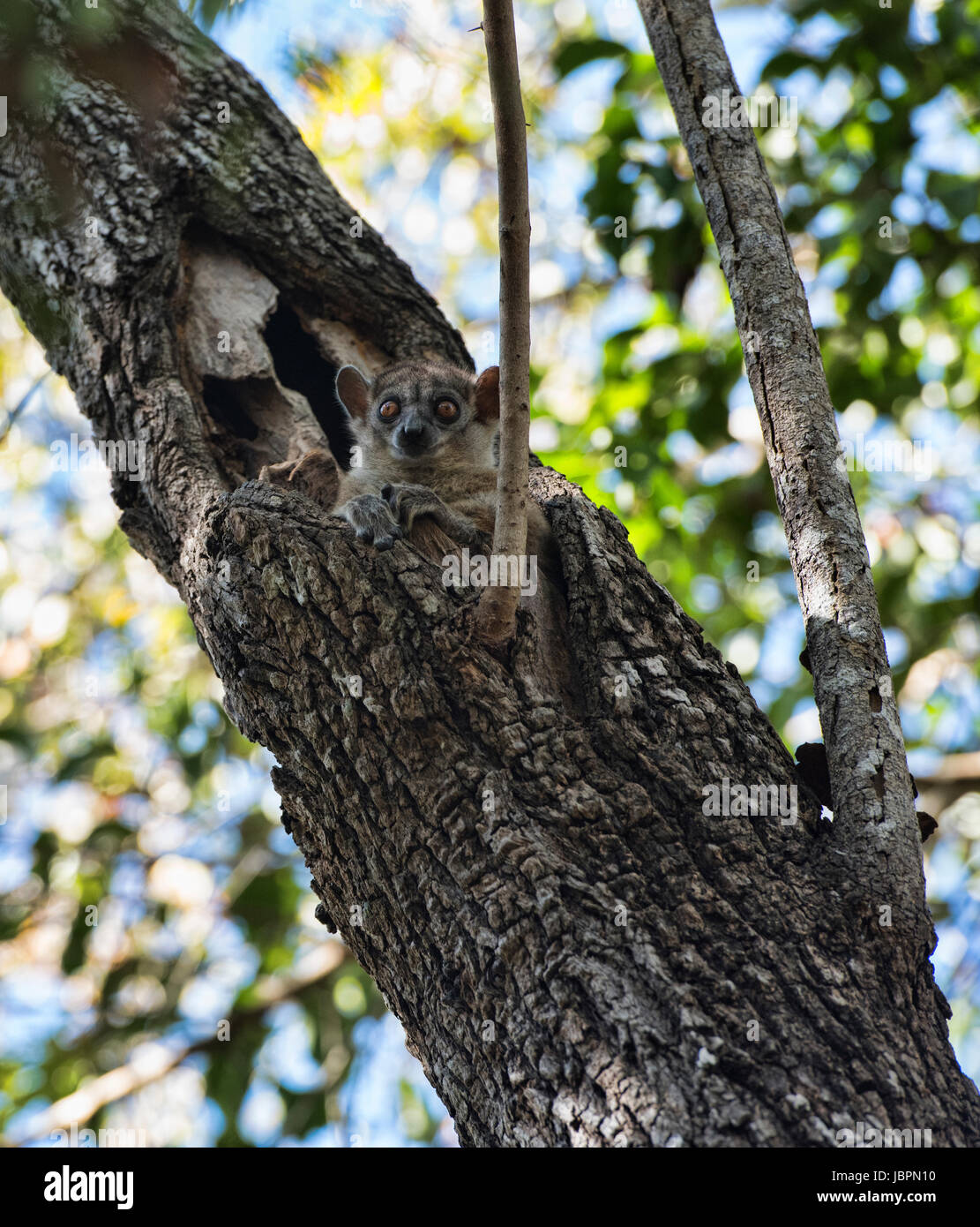 Red tailed lemur hi-res stock photography and images - Alamy