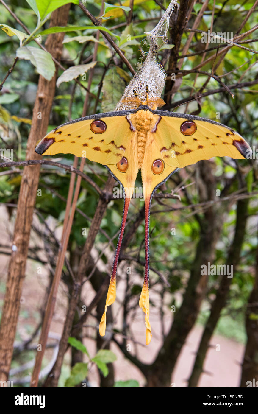 Giant comet moth (Argema mittrei), Andasibe-Mantadia National Park ...
