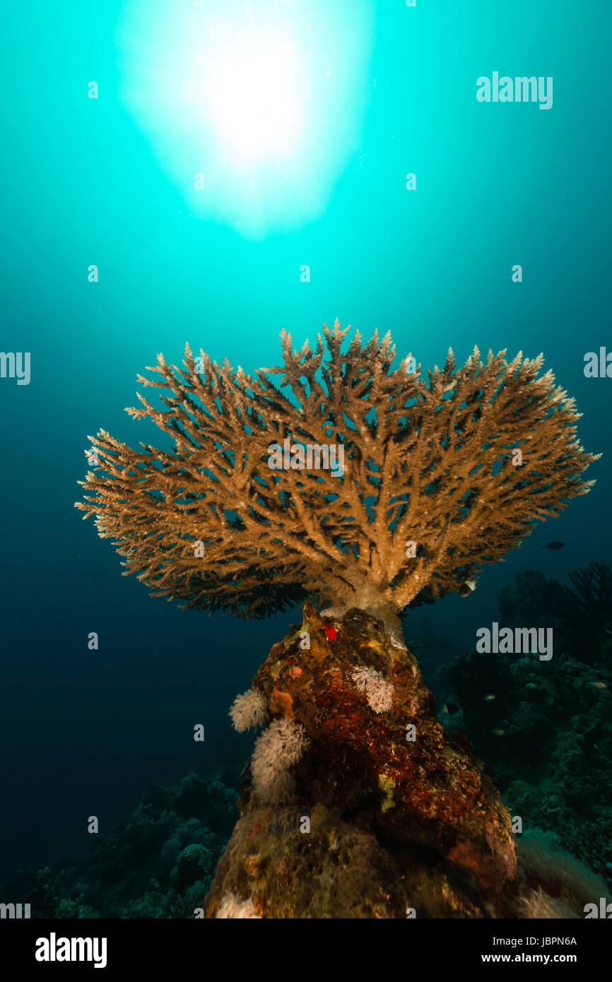 Acropora and the aquatic life in the Red Sea Stock Photo - Alamy