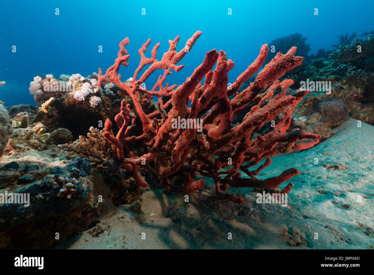 Toxic finger sponge and the aquatic life in the Red Sea Stock Photo - Alamy