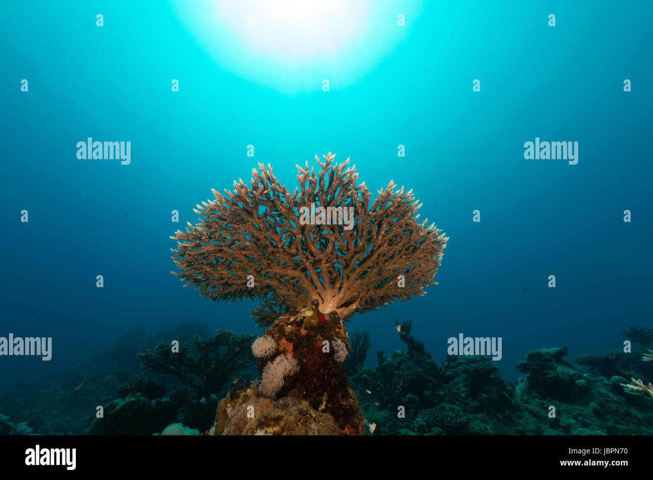 Acropora and the aquatic life in the Red Sea Stock Photo - Alamy