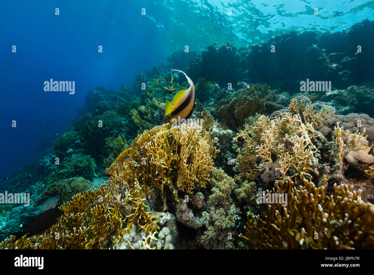 Blackspotted sweetlips and the aquatic life in the Red Sea Stock Photo ...