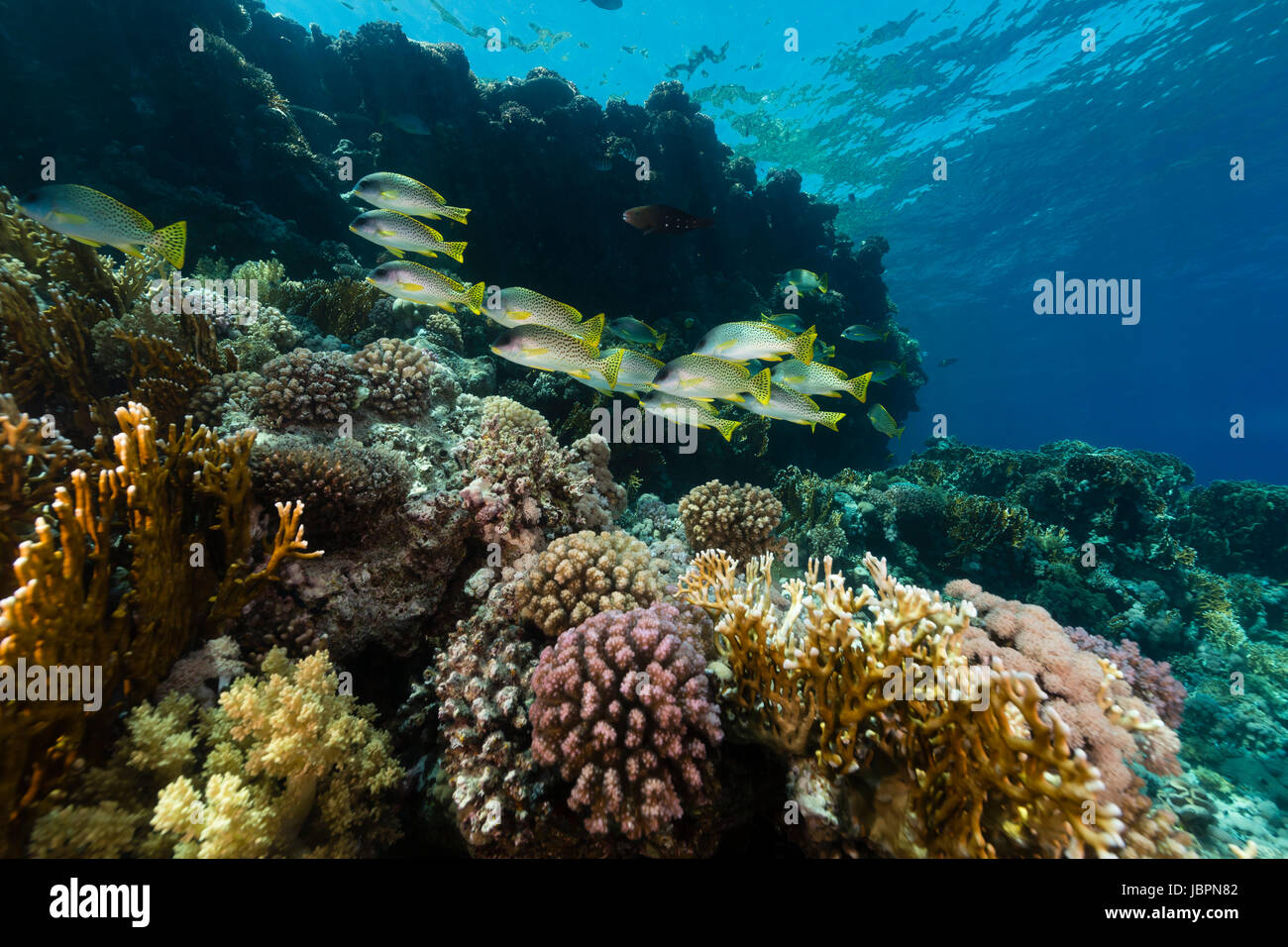 Blackspotted sweetlips and the aquatic life in the Red Sea Stock Photo ...