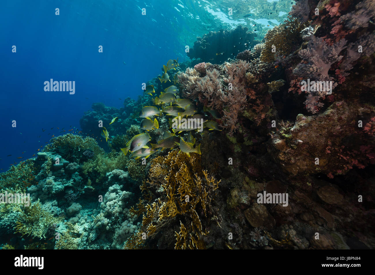 Blackspotted sweetlips and the aquatic life in the Red Sea Stock Photo ...